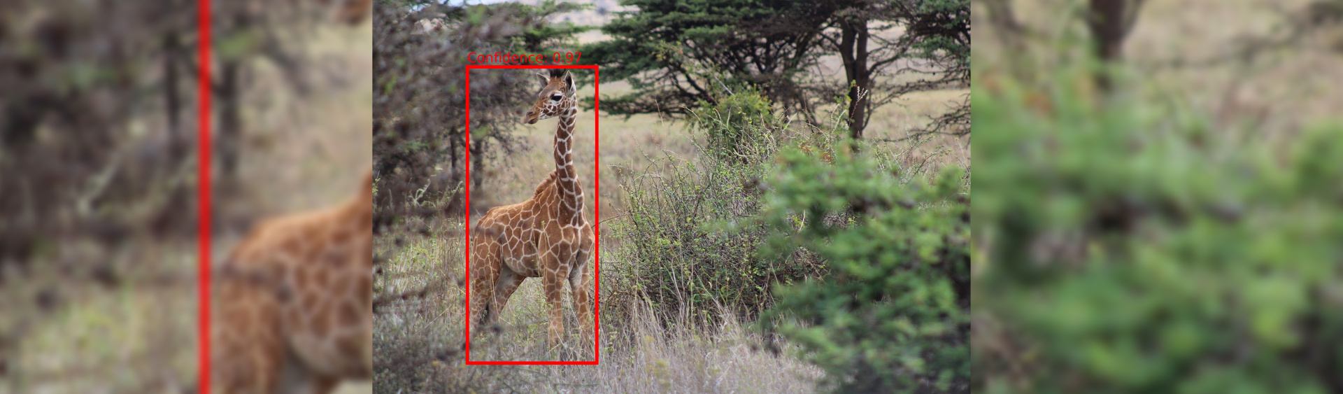 Using AI to Accelerate Wildlife Conservation Efforts